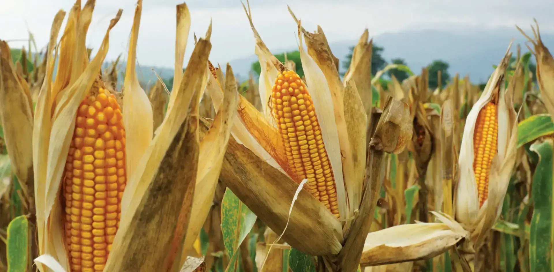 Edible and Inedible Oils and By-Products | GTech